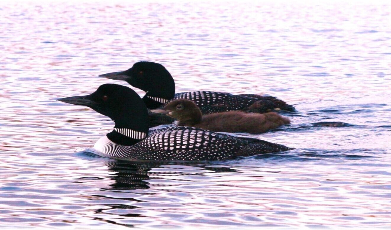 Loons - Androscoggin Lake Association